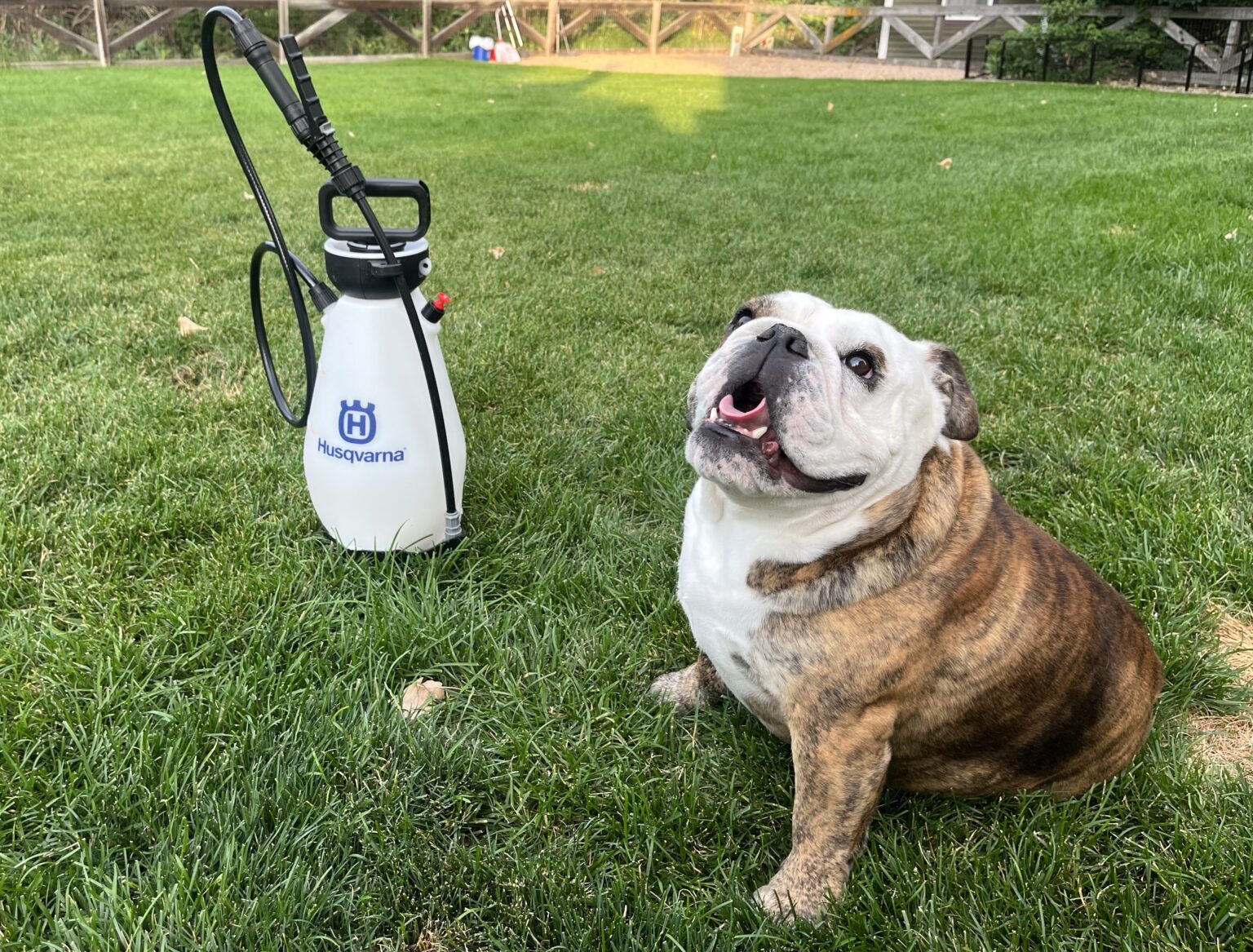 Best Pooper Scooper in Erie CO | Pet Waste Removal Services